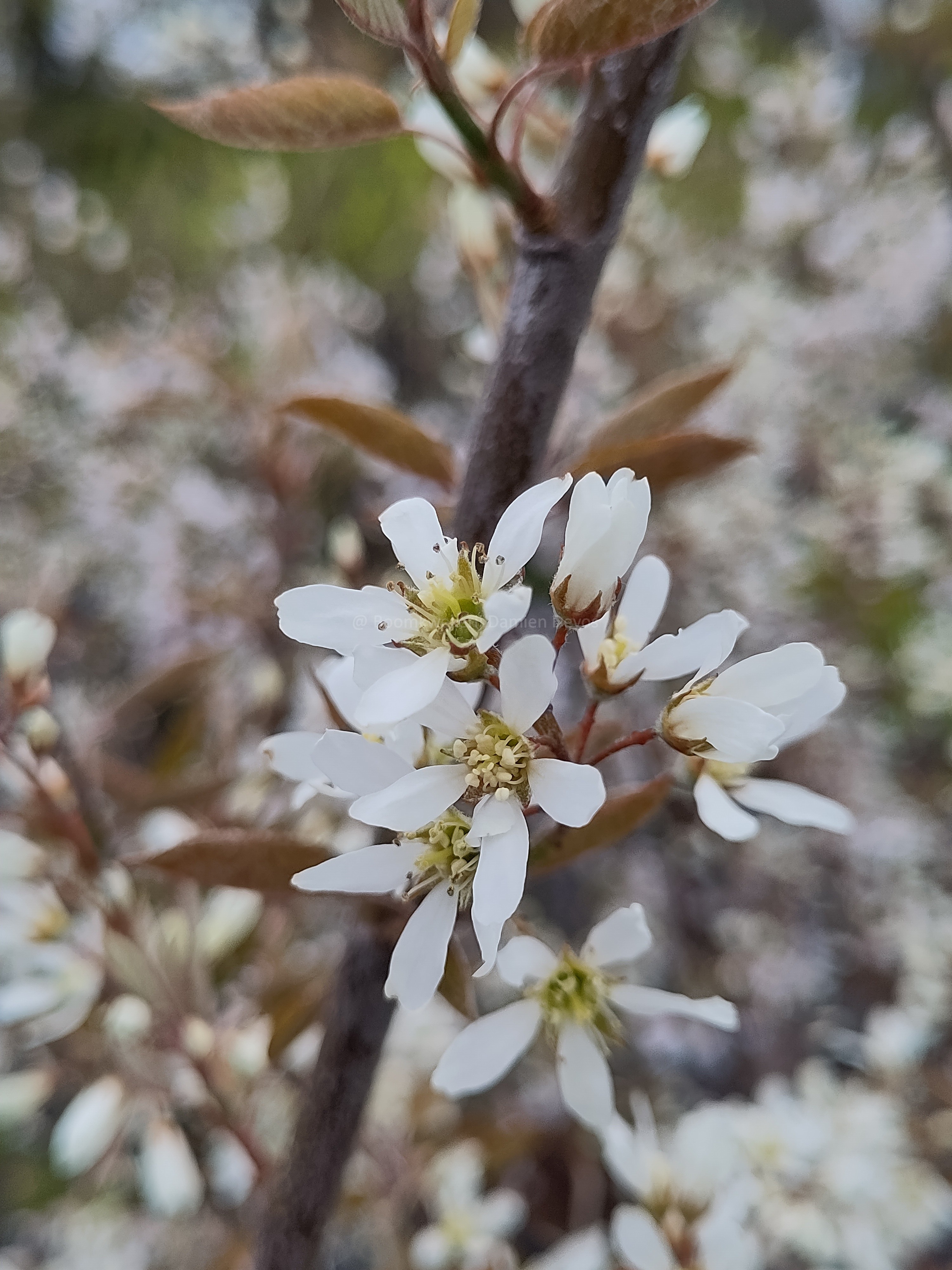 Amelanchier 'Ballerina' | Damien Devos