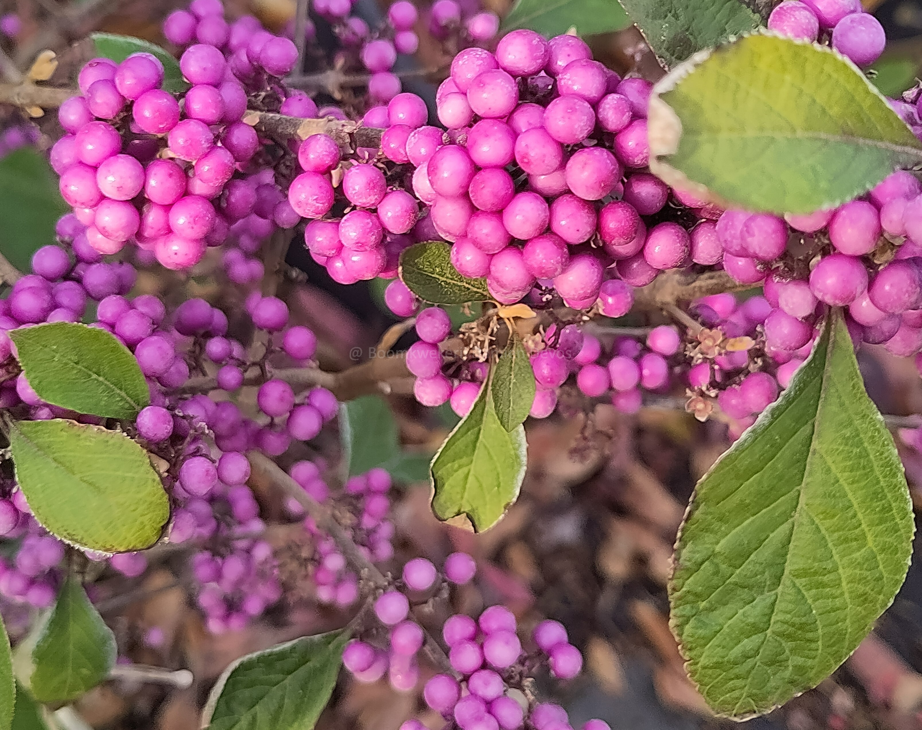 Callicarpa bodinieri 'Profusion' | Damien Devos