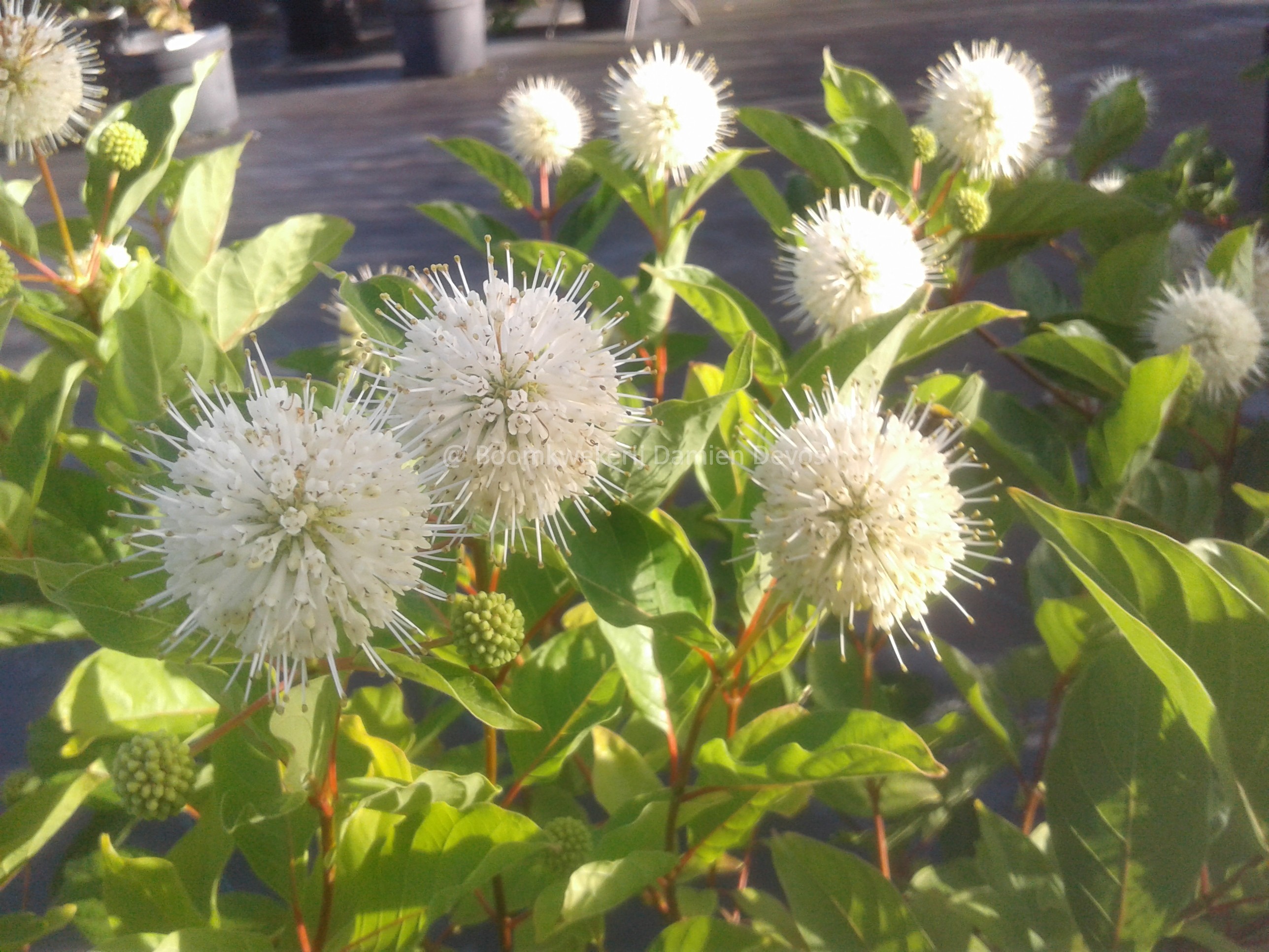 Cephalanthus occidentalis | Damien Devos