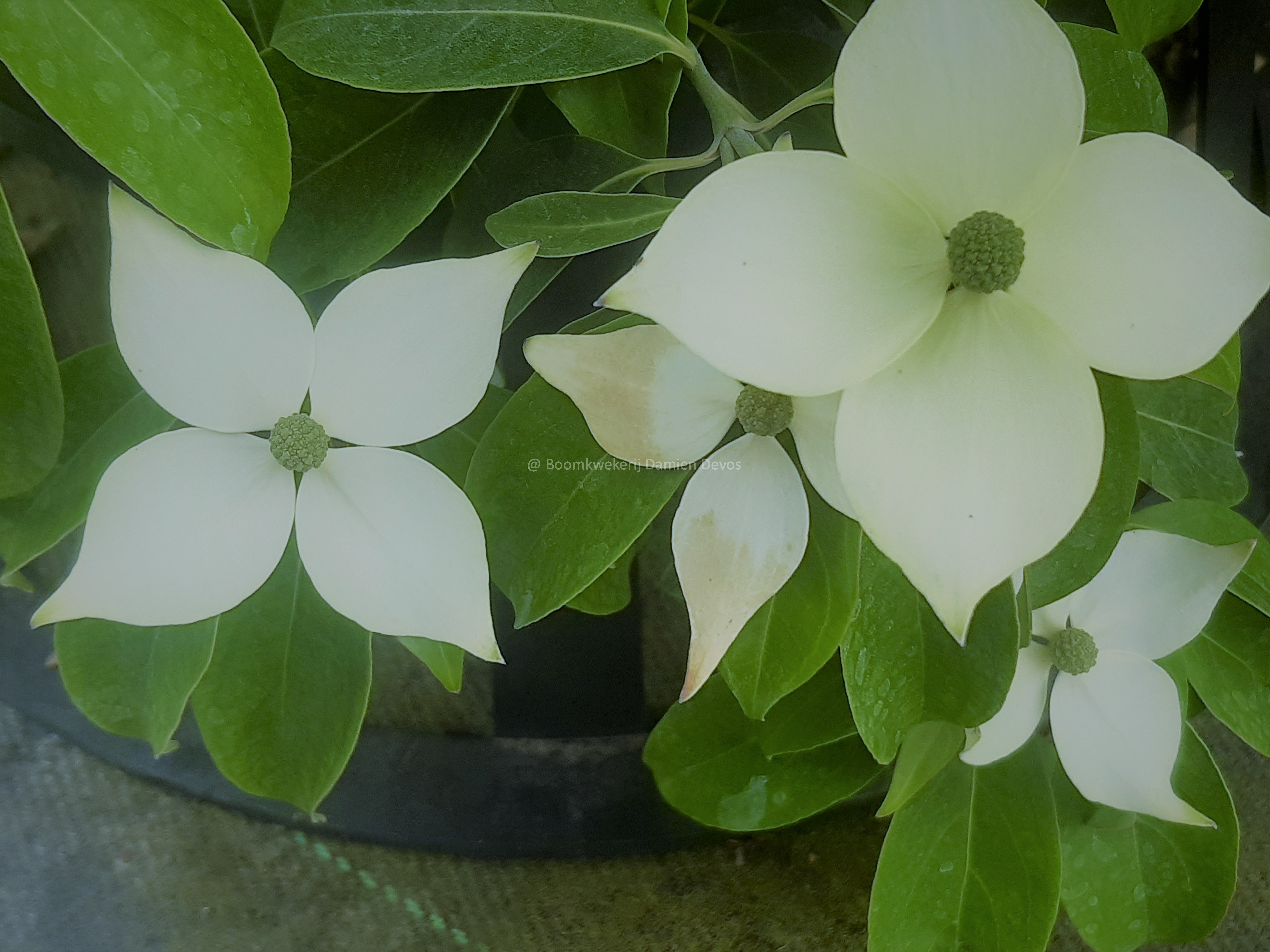 Cornus Angustata Elsbry Empress Of China Sale | varsana.com