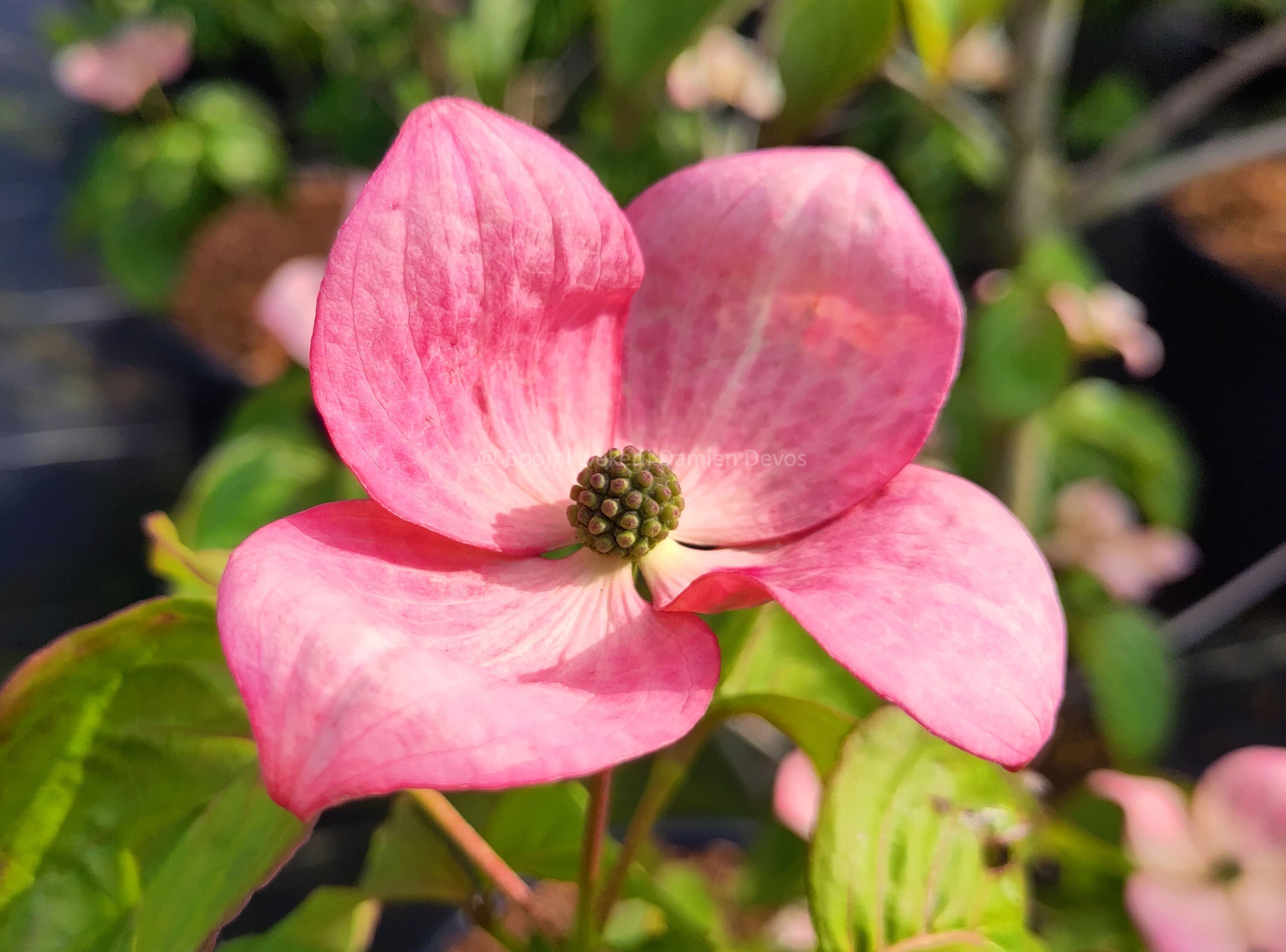 Cornus kousa 'Heart Throb' | Damien Devos