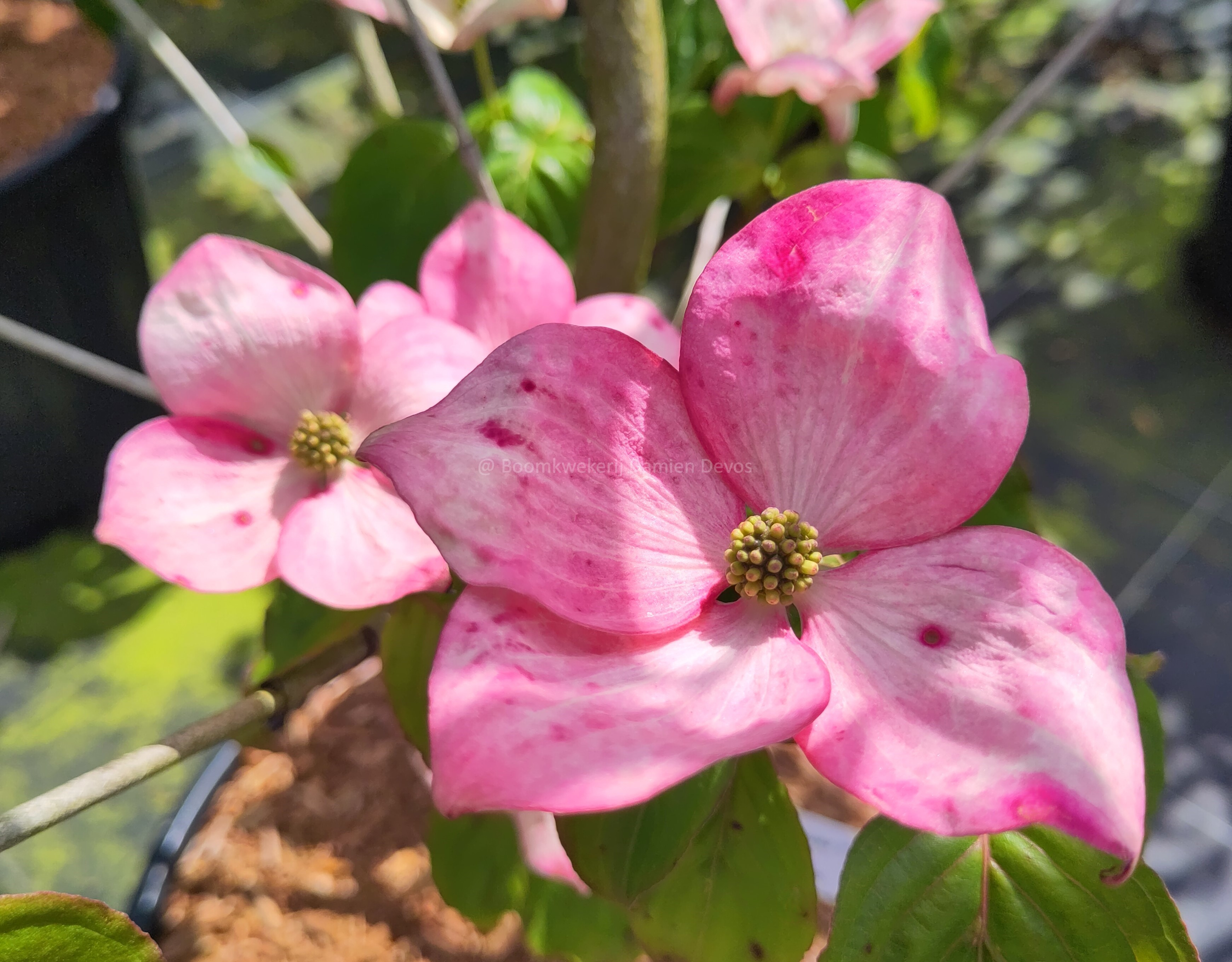 Cornus kousa 'Heart Throb' | Damien Devos