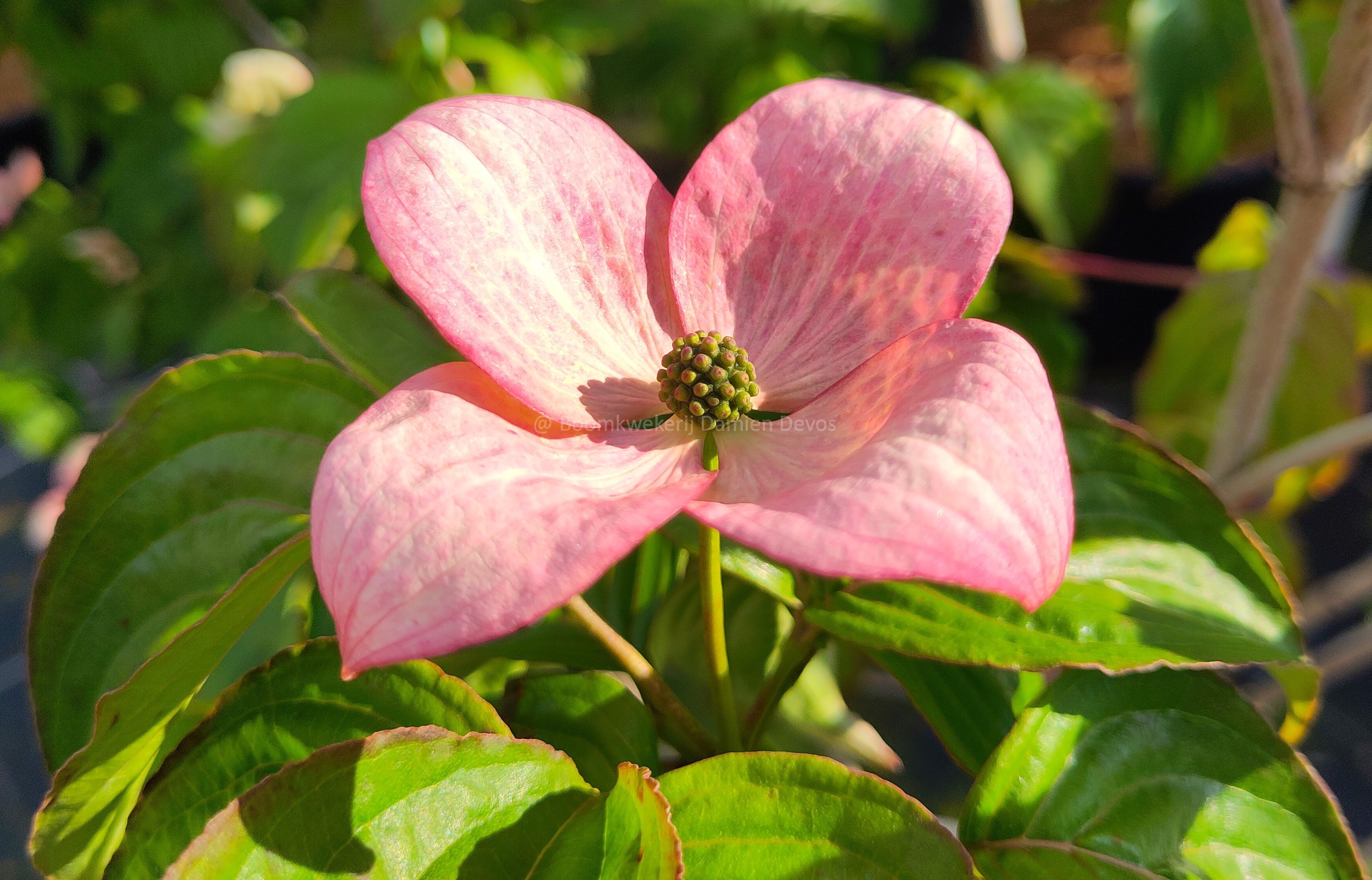 Cornus kousa 'Heart Throb' | Damien Devos