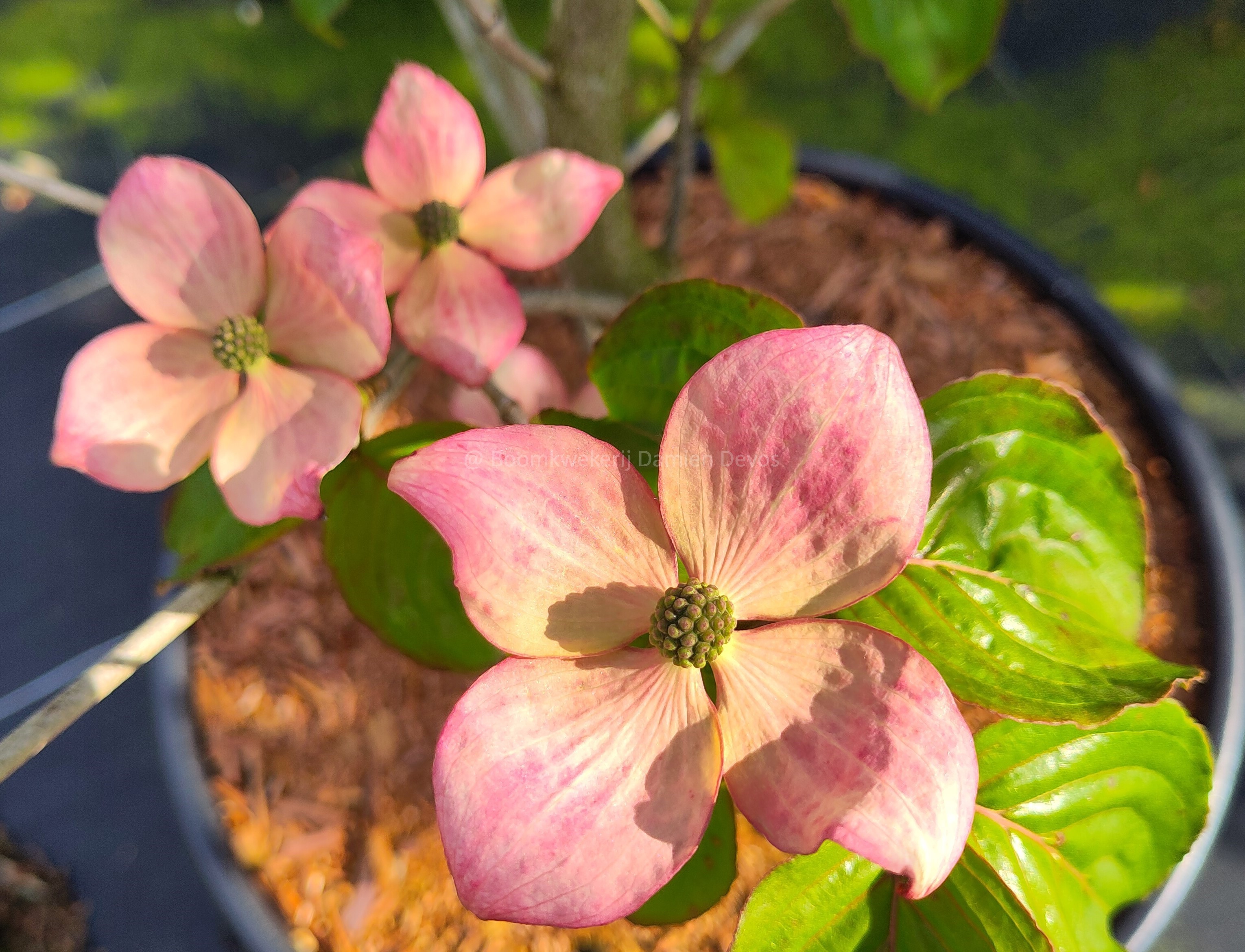 Cornus kousa 'Heart Throb' | Damien Devos