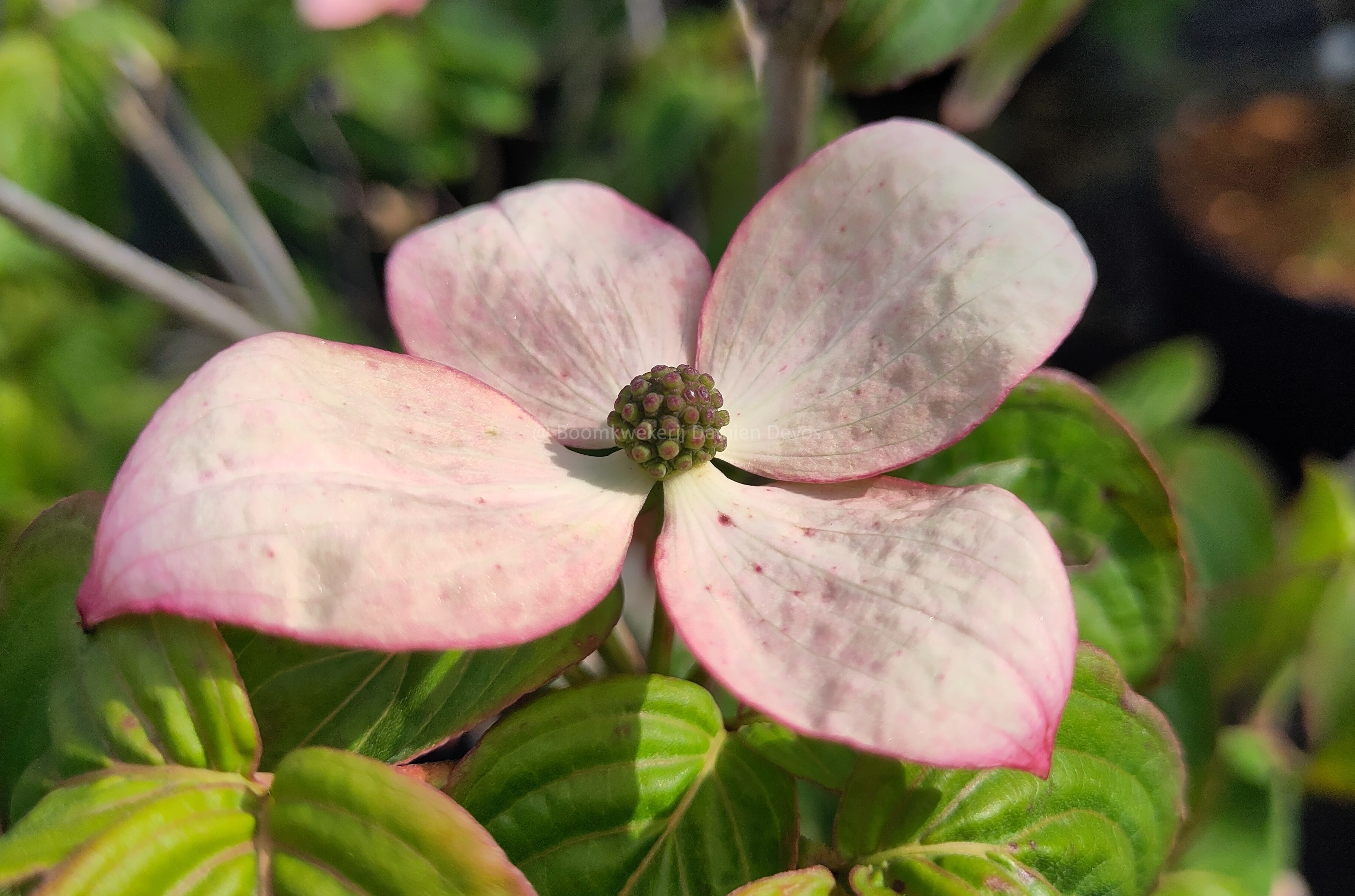 Cornus kousa 'Heart Throb' | Damien Devos