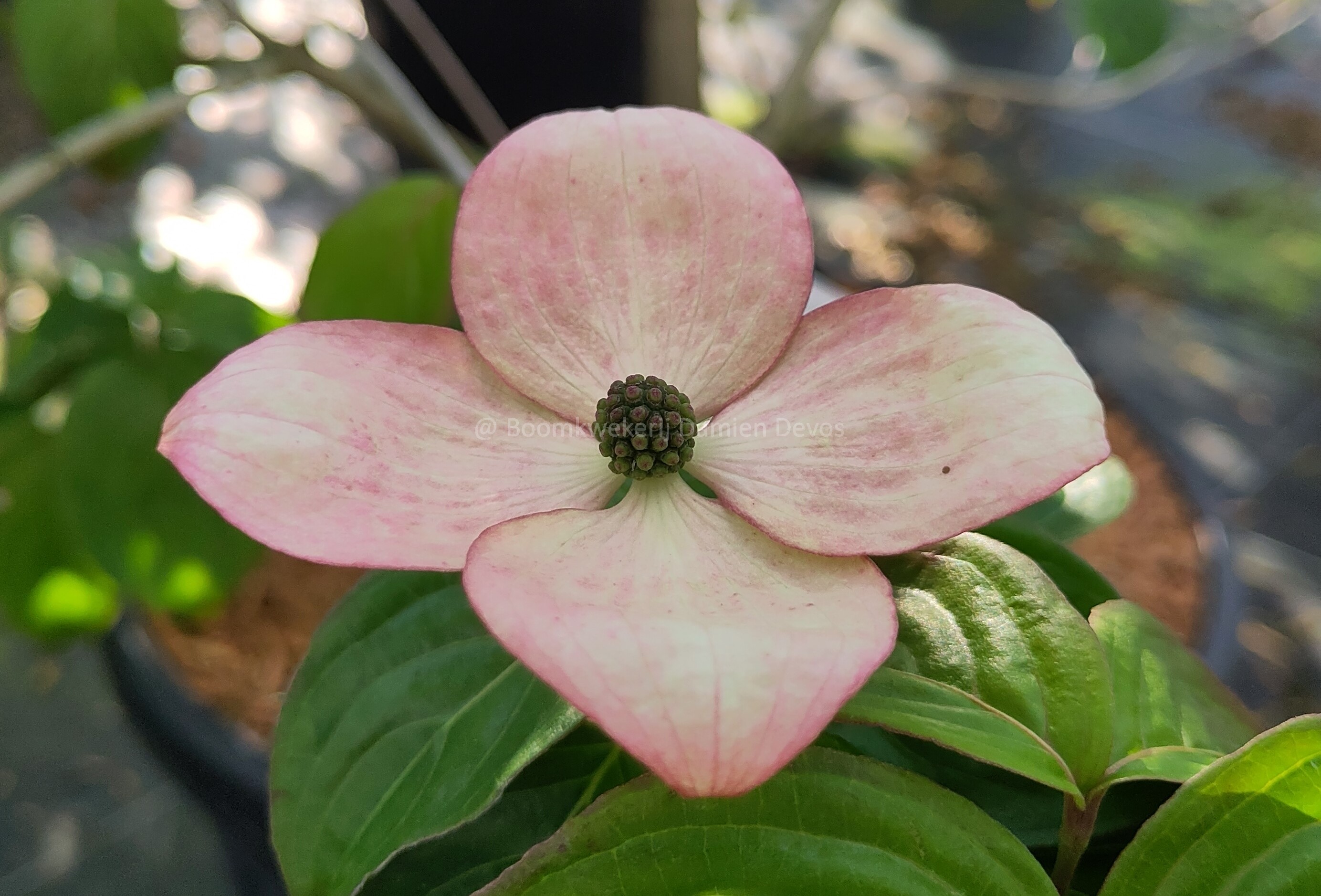 Cornus kousa 'Heart Throb' | Damien Devos