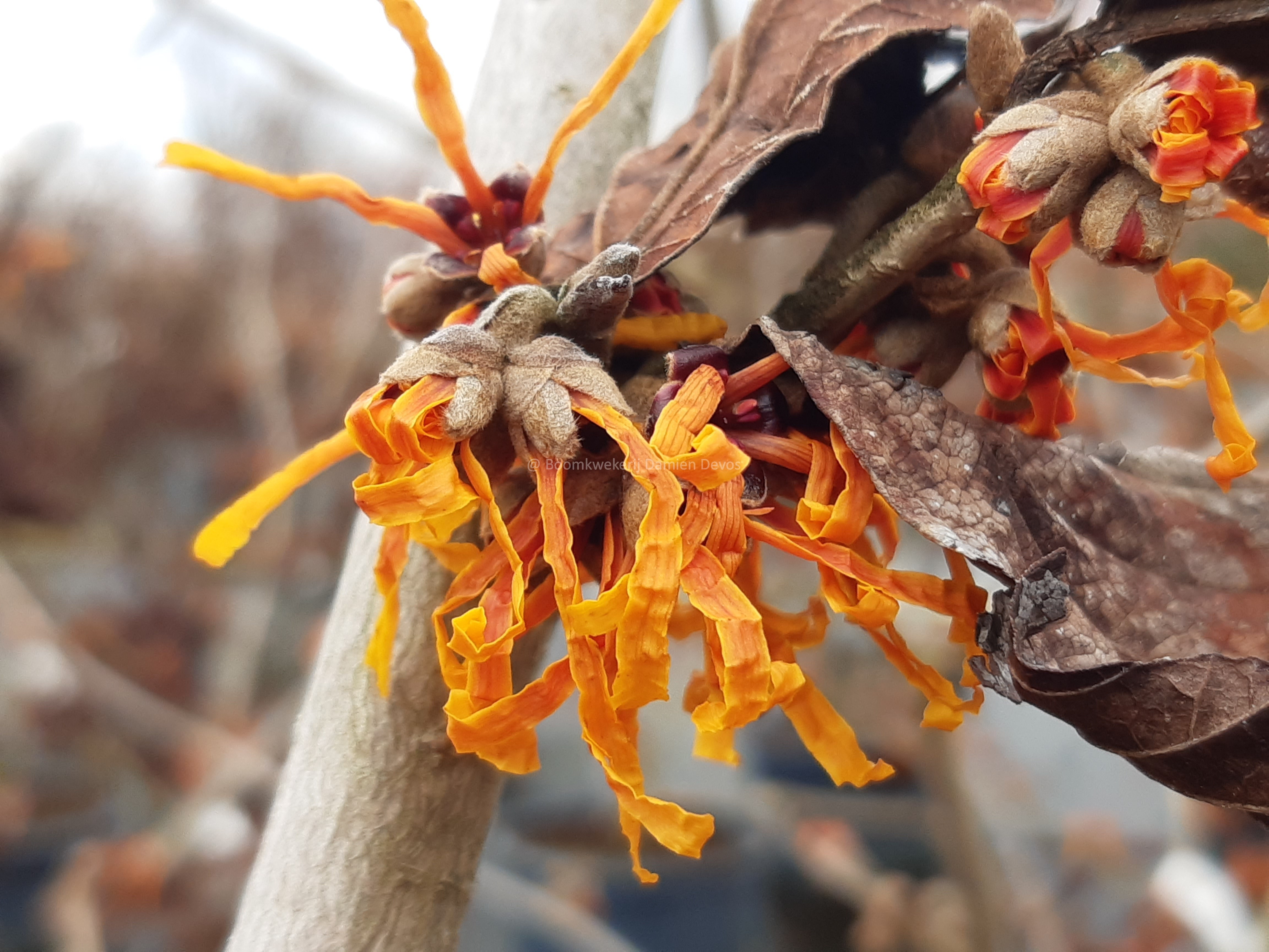Hamamelis intermedia 'Aphrodite' (x) | Damien Devos