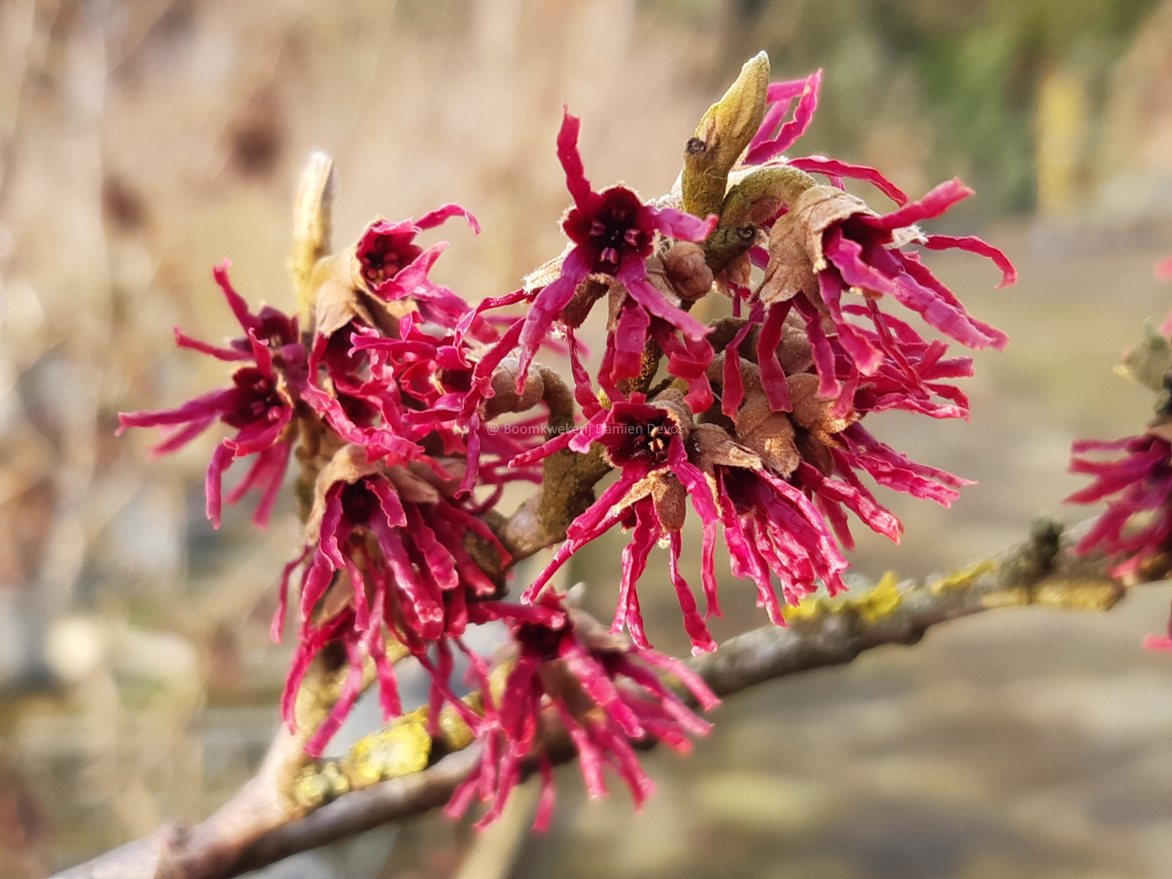 Hamamelis intermedia 'Birgit' (x) | Damien Devos