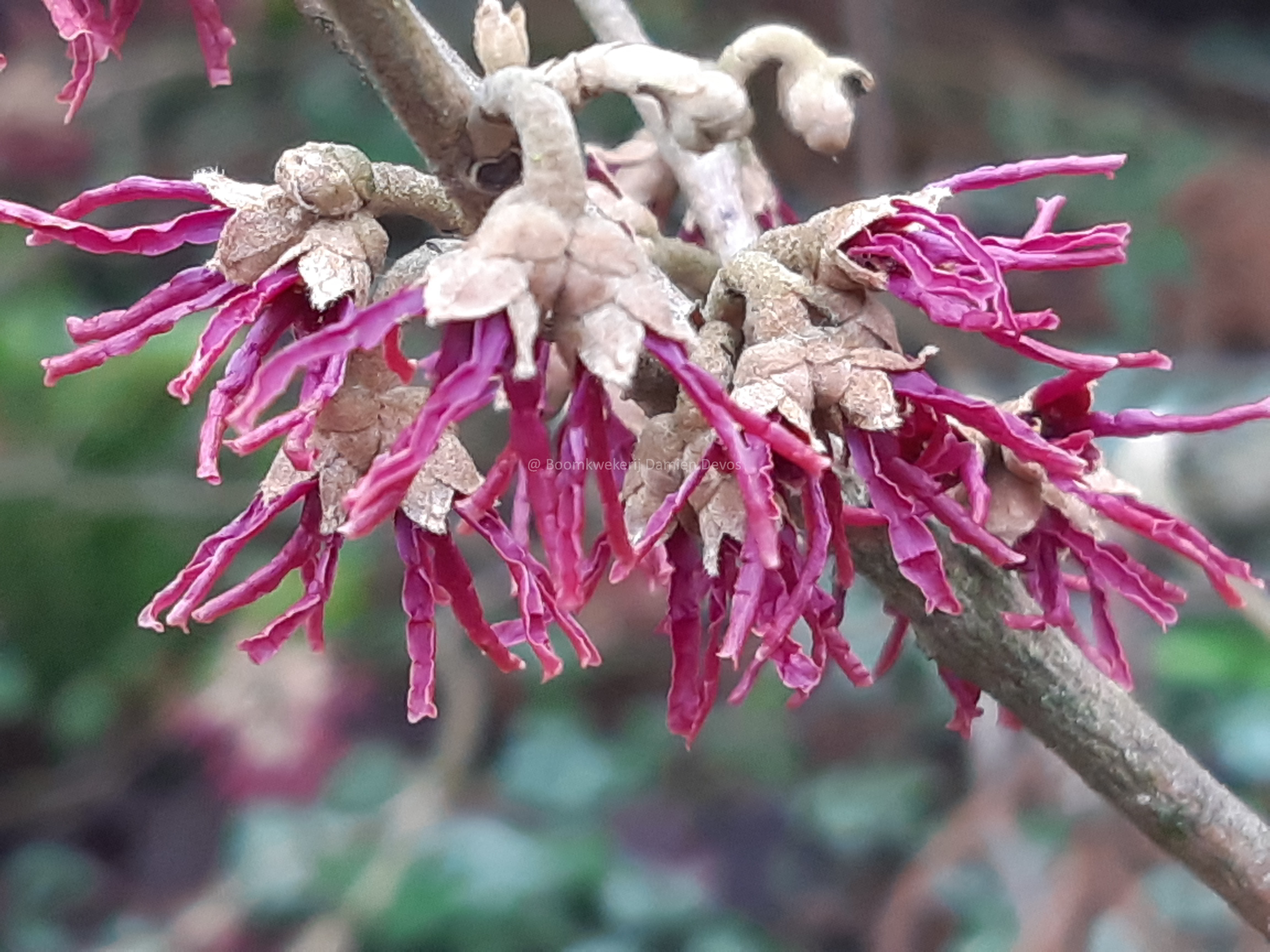 Hamamelis vernalis 'Purple Seedling' (H. 'Amethyst) | Damien Devos