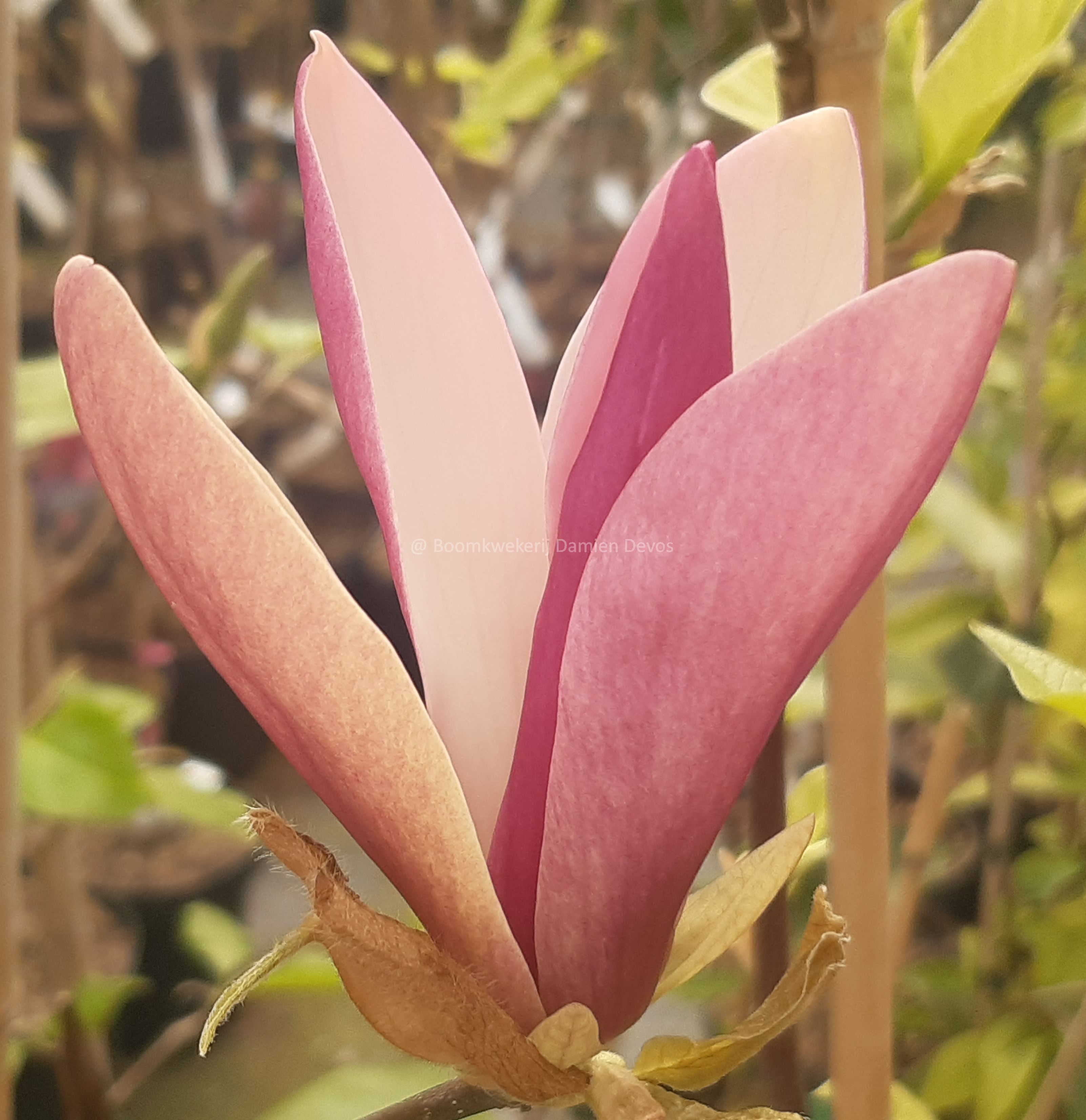 Magnolia 'First Love' | Damien Devos