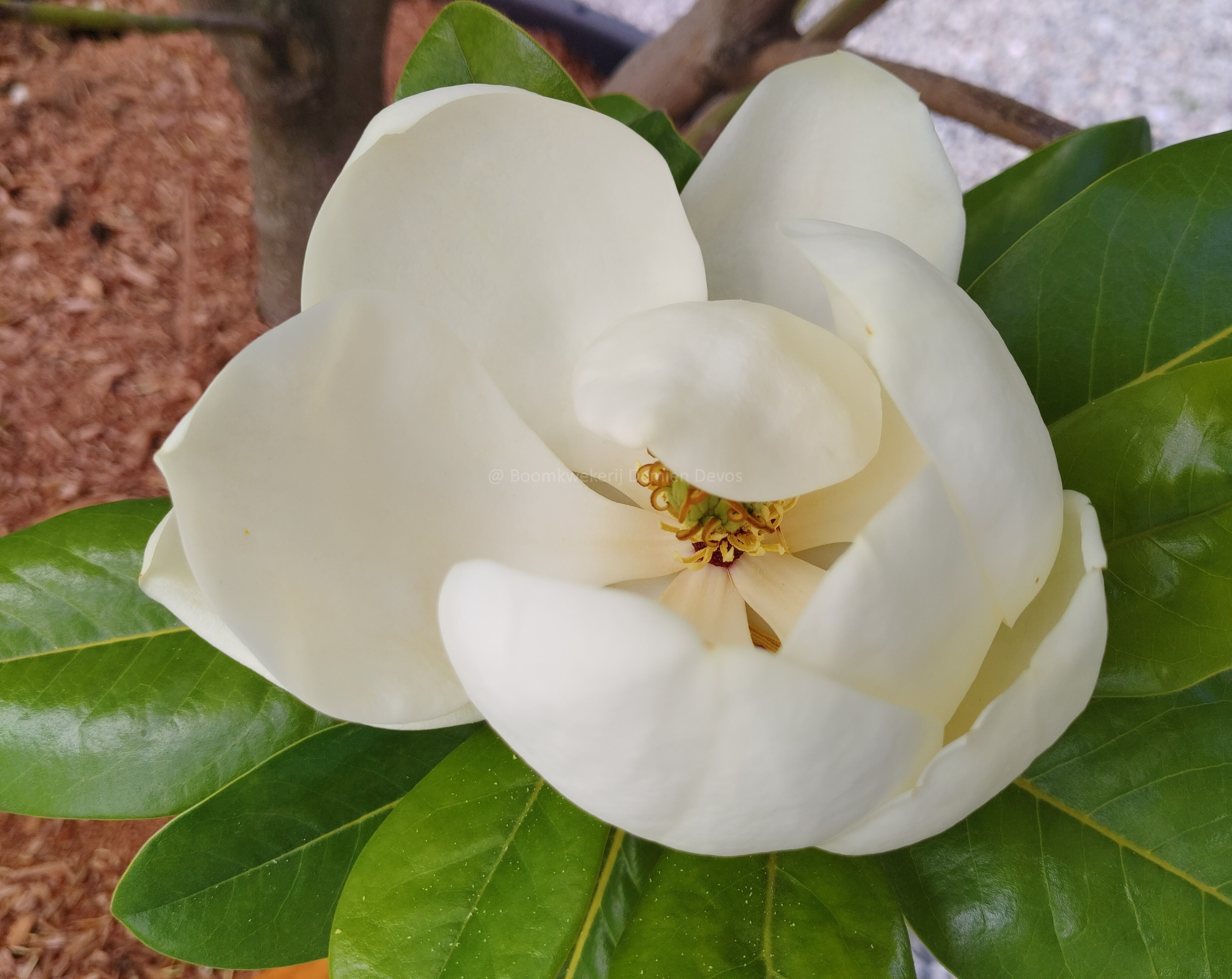 Magnolia 'Maryland' | Damien Devos
