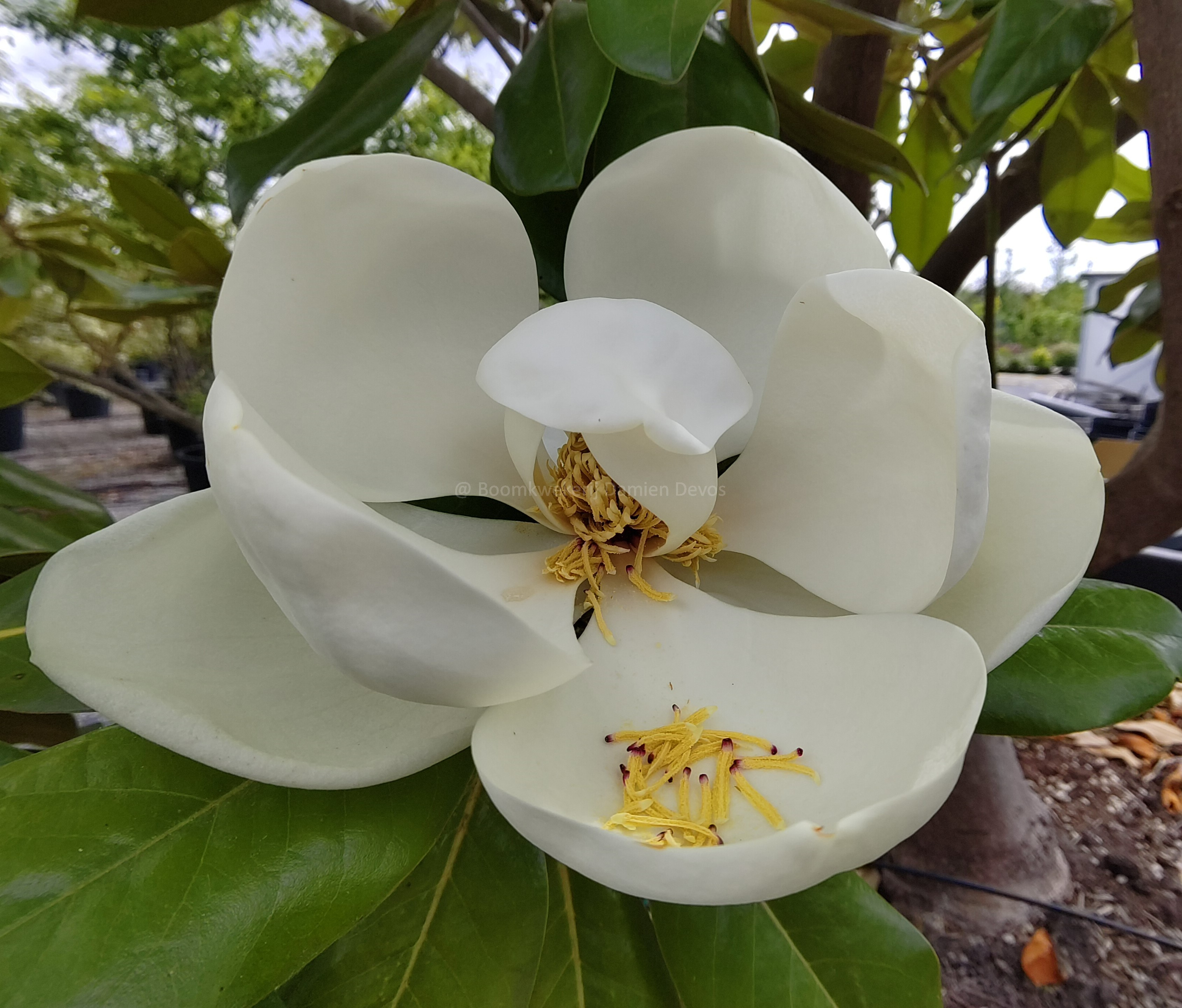 Magnolia 'Maryland' | Damien Devos
