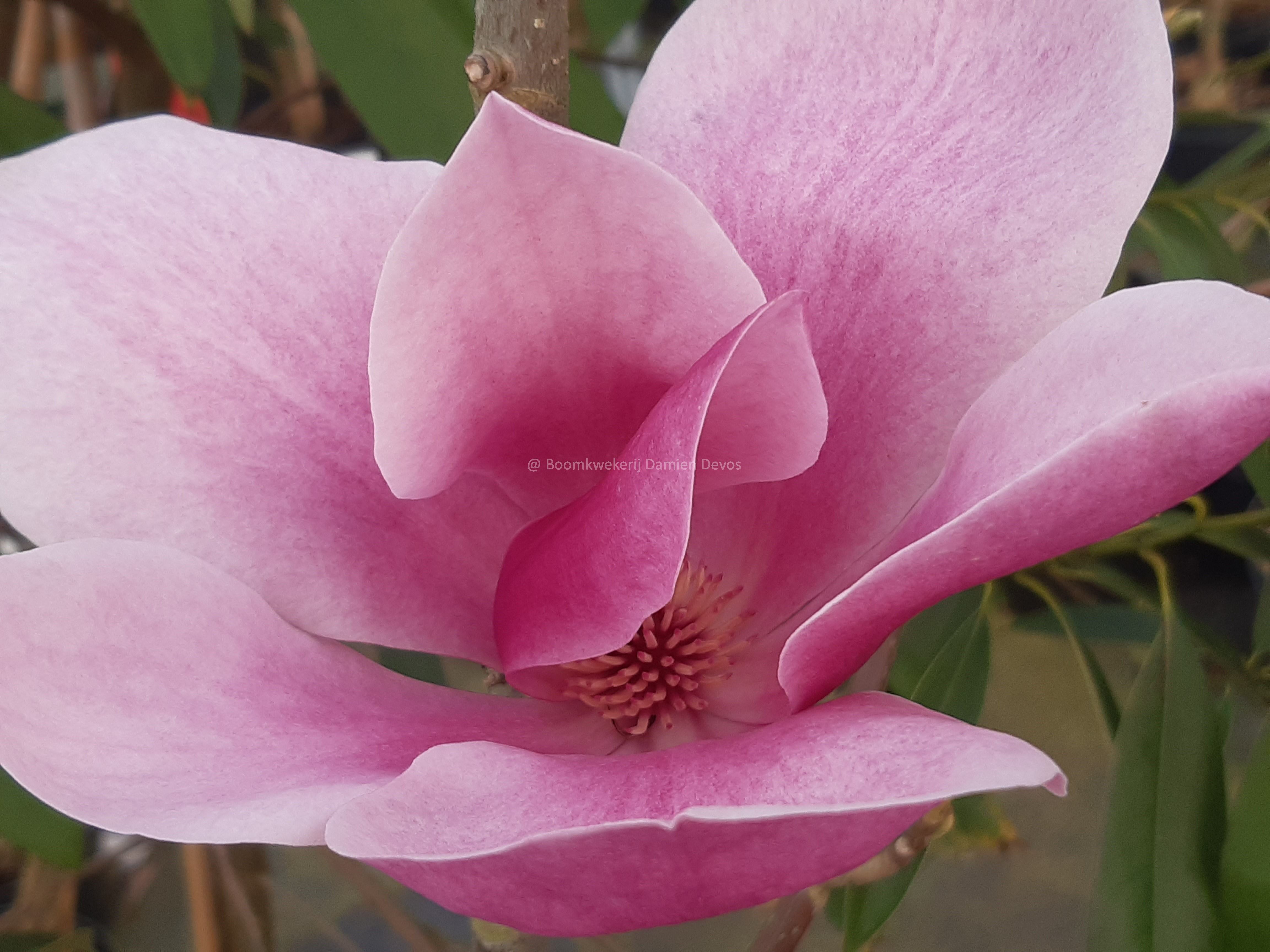 Magnolia 'Red as Red' (x) | Damien Devos