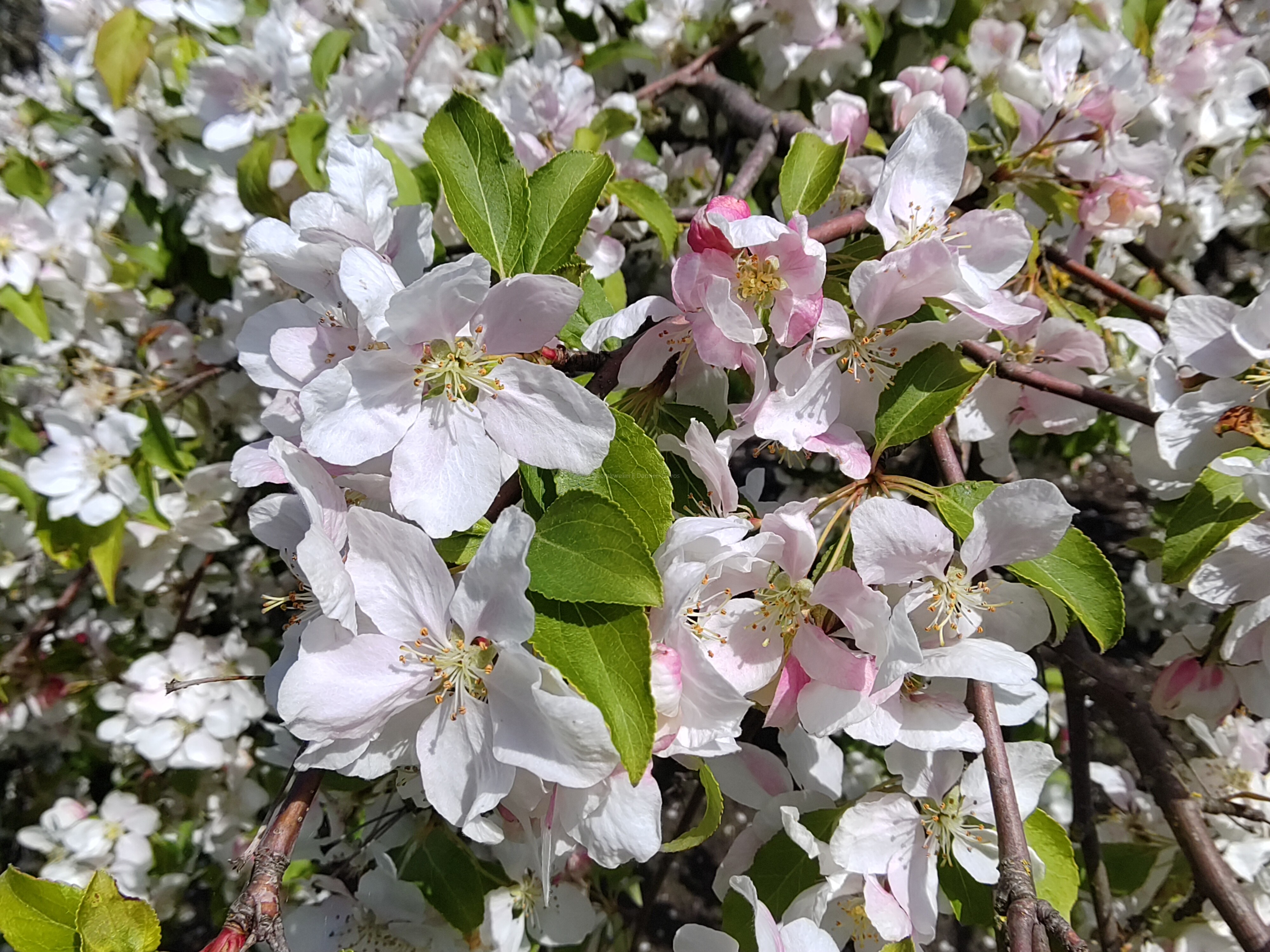 Malus 'Red Jade' | Damien Devos