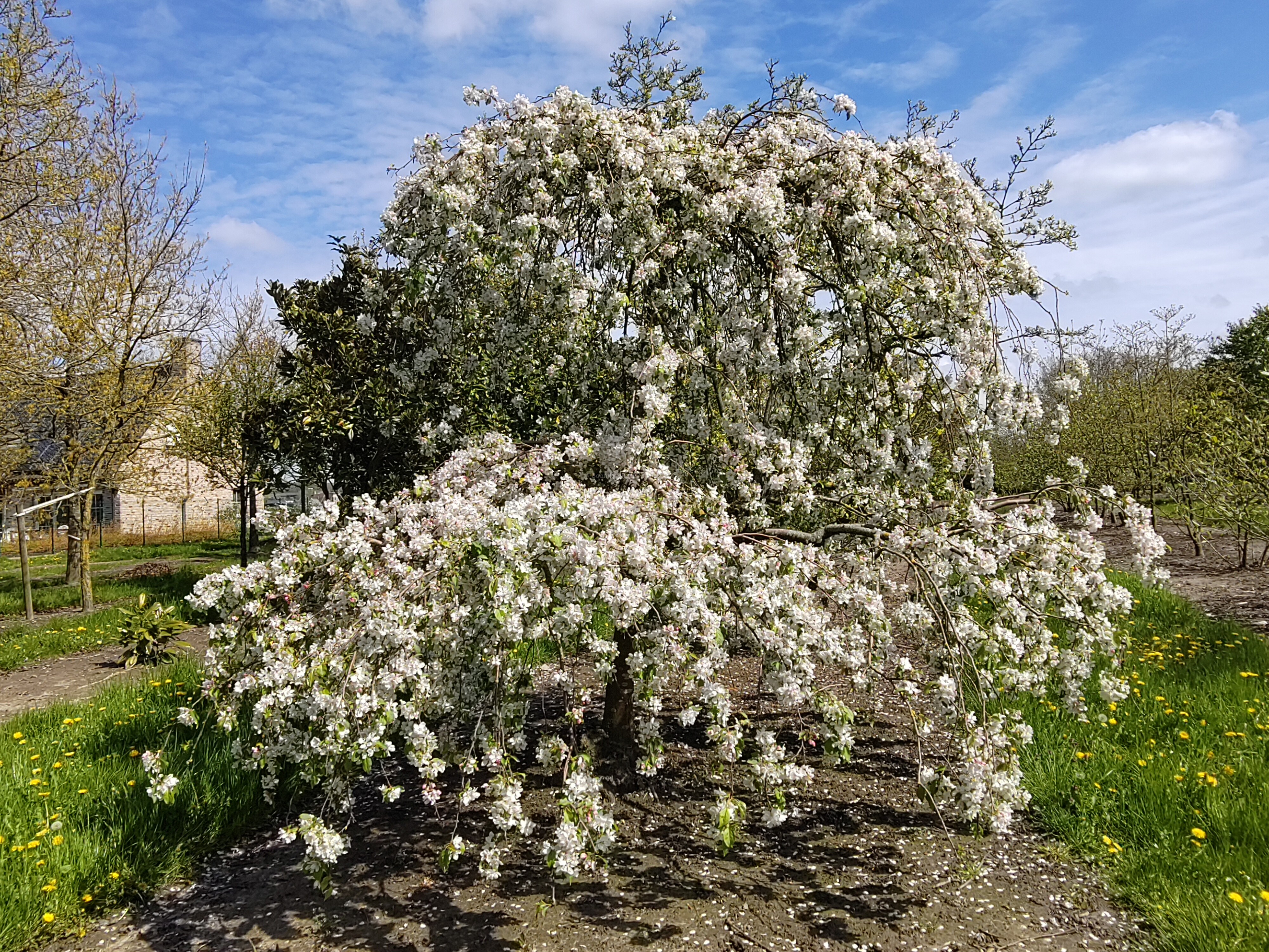 Malus 'Red Jade' | Damien Devos