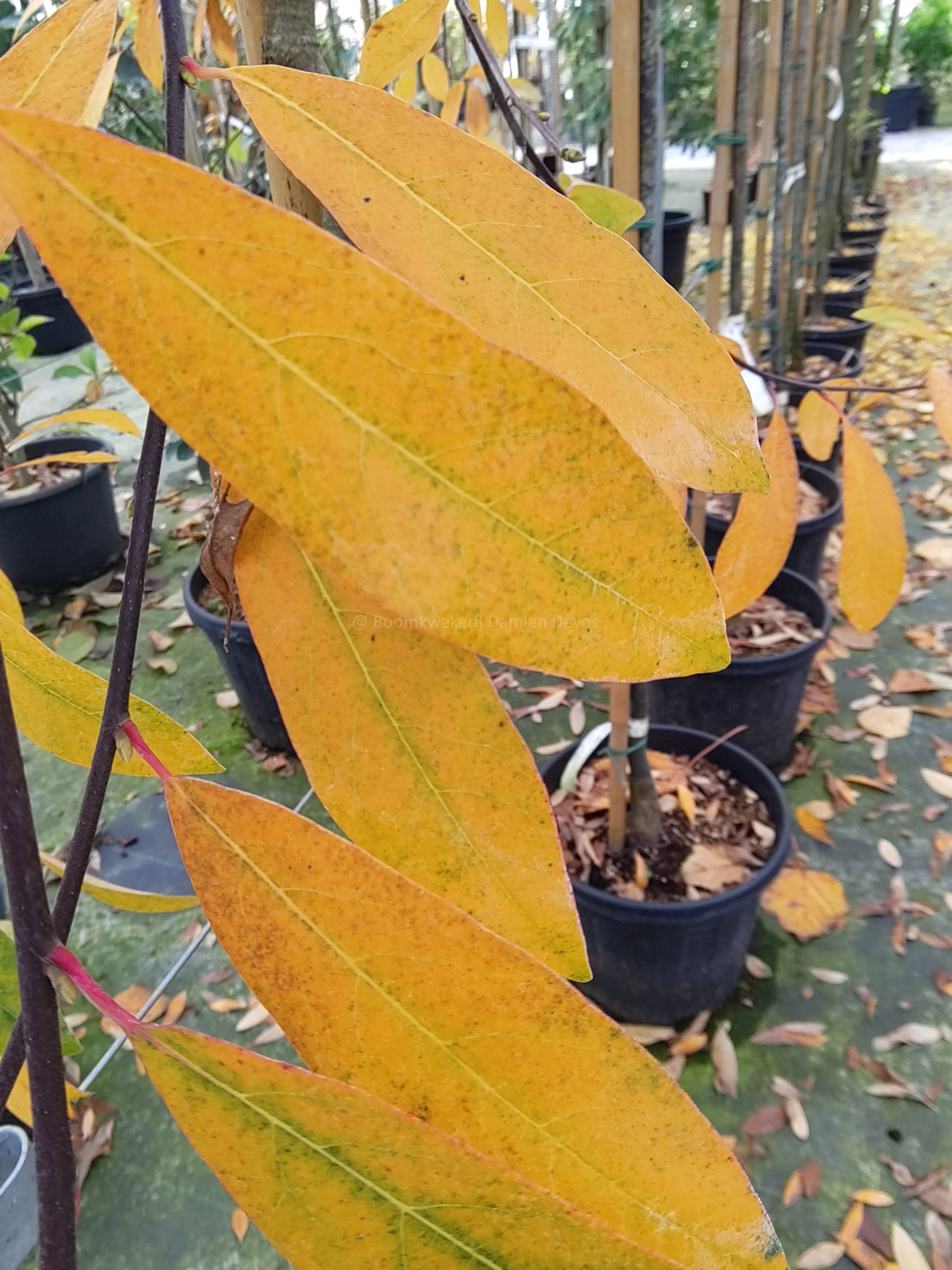 Nyssa ursina | Damien Devos