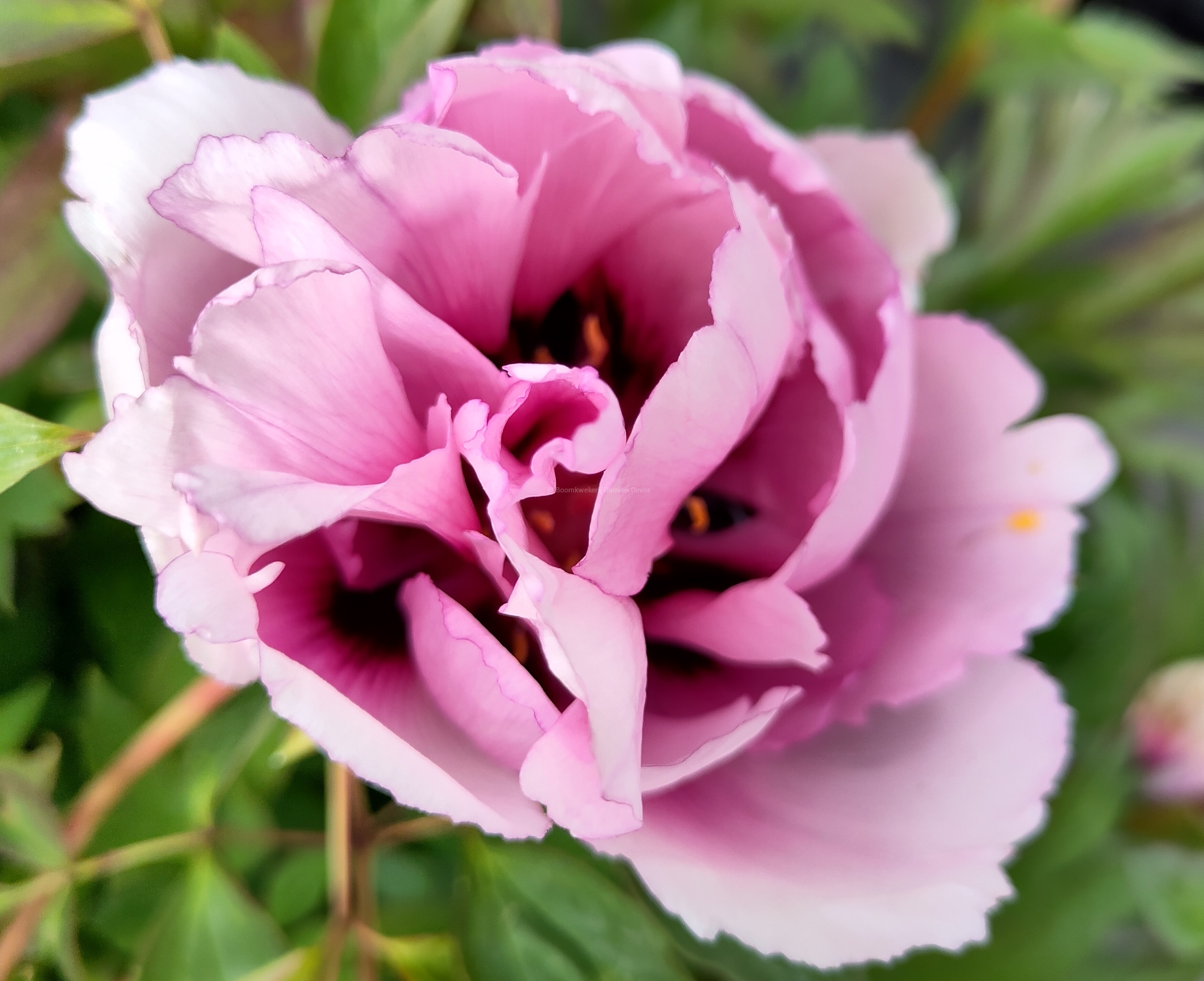 Paeonia rockii 'Yi Du Chun Qiu' | Damien Devos