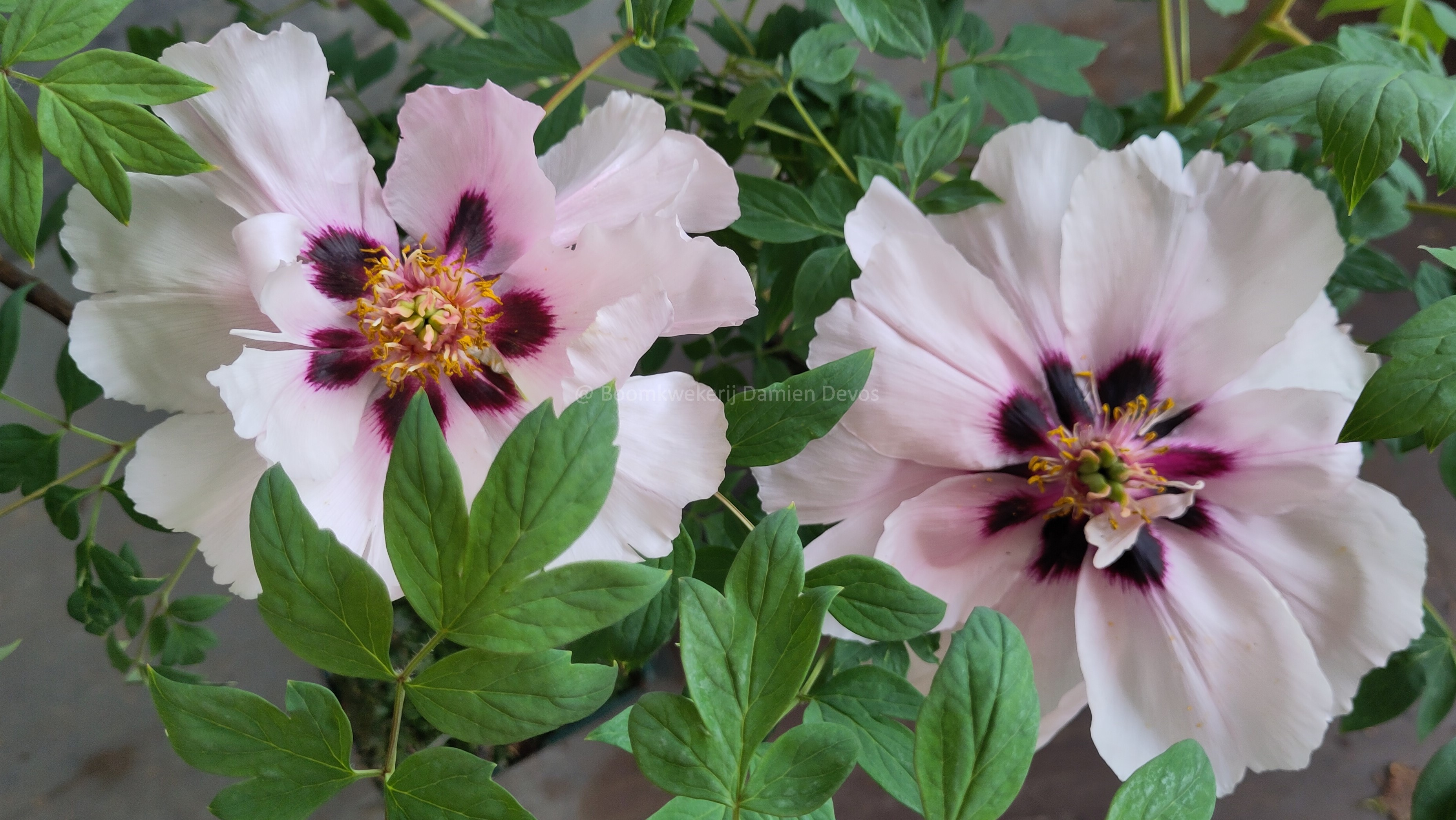 Paeonia rockii 'Yi Du Chun Qiu' | Damien Devos
