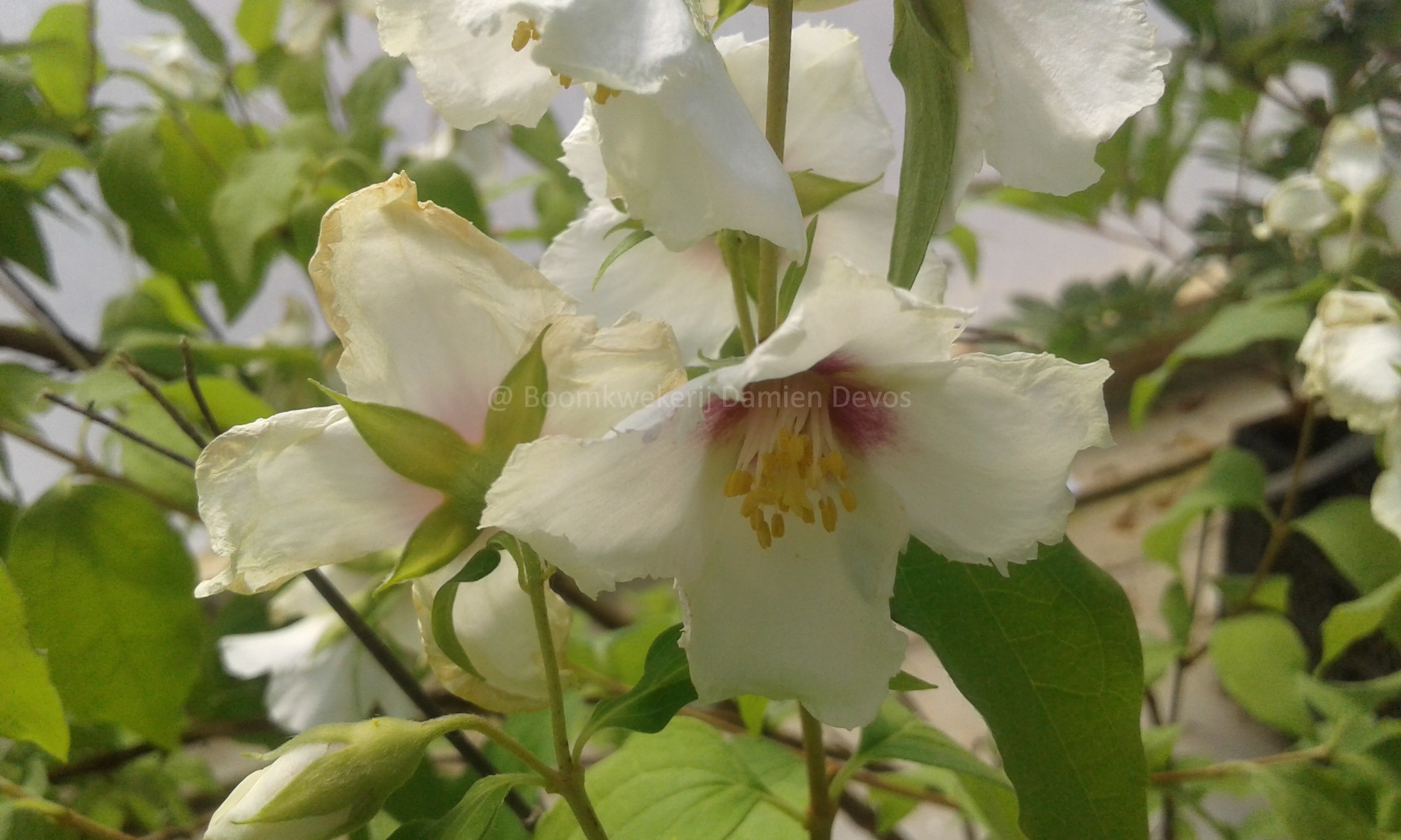 Philadelphus 'Belle Etoile' | Damien Devos