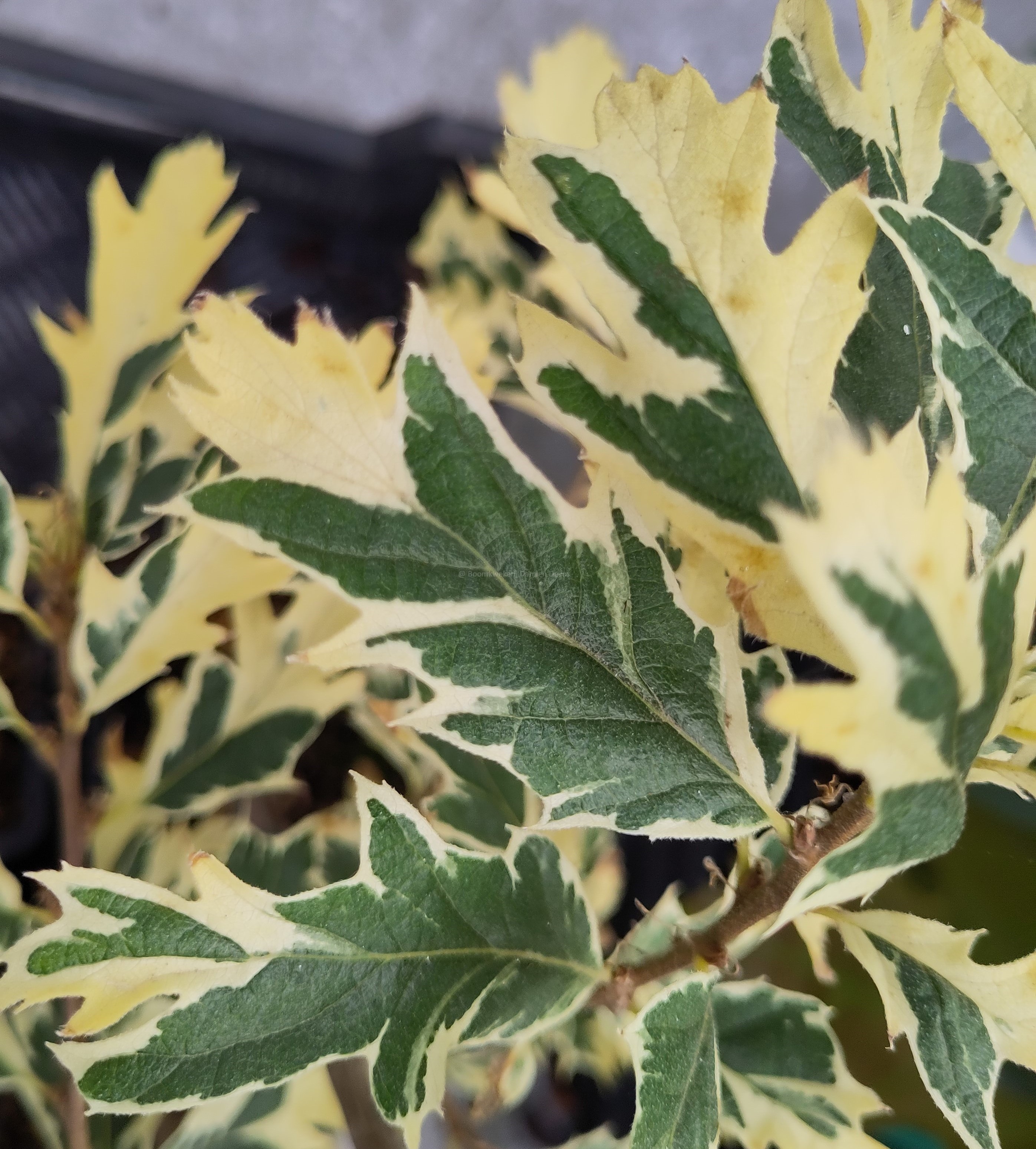 Quercus cerris 'Variegata' | Damien Devos