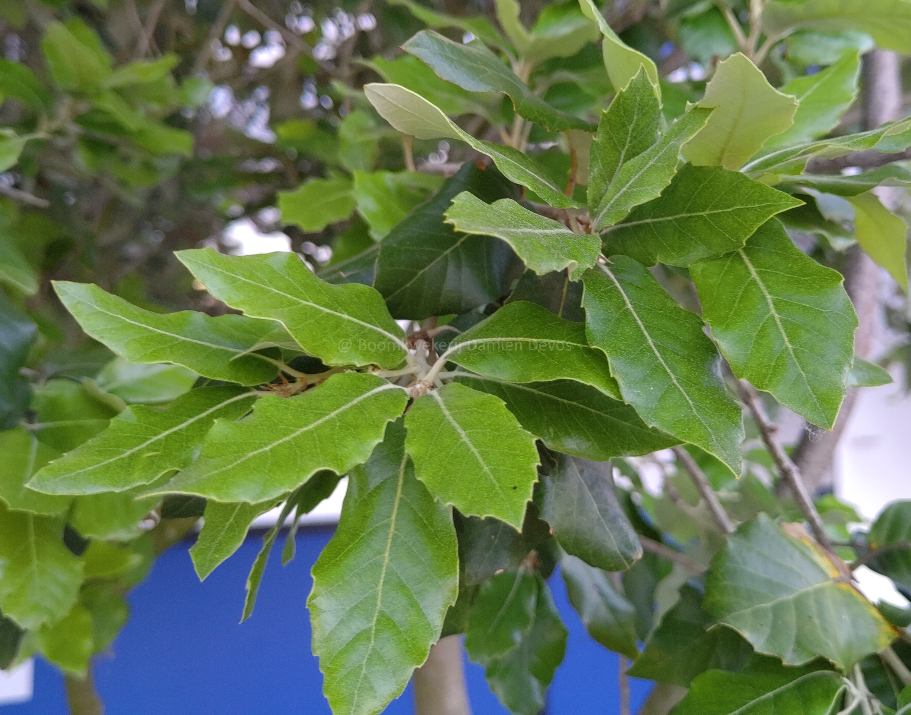 Quercus ilex | Damien Devos