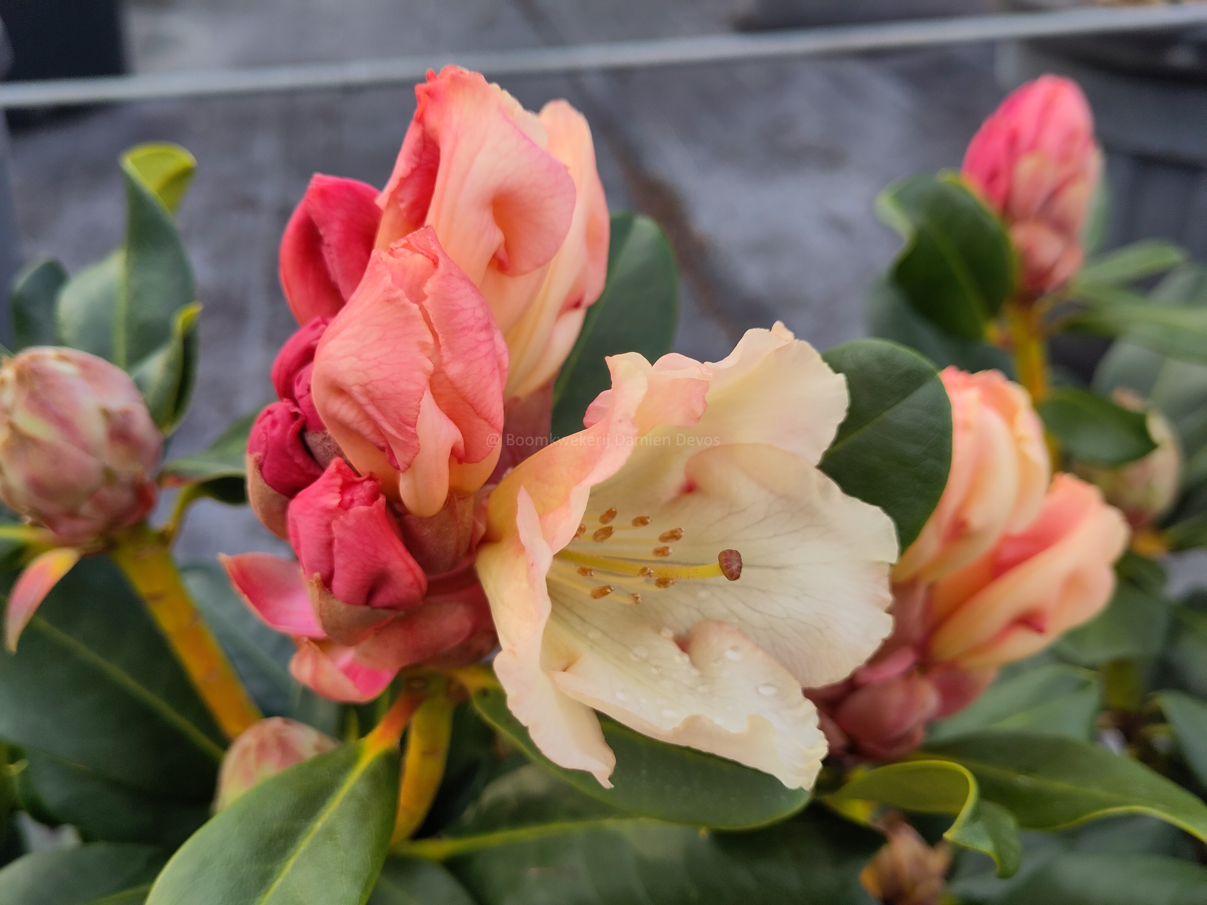 Rhododendron 'Horizon Monarch' | Damien Devos