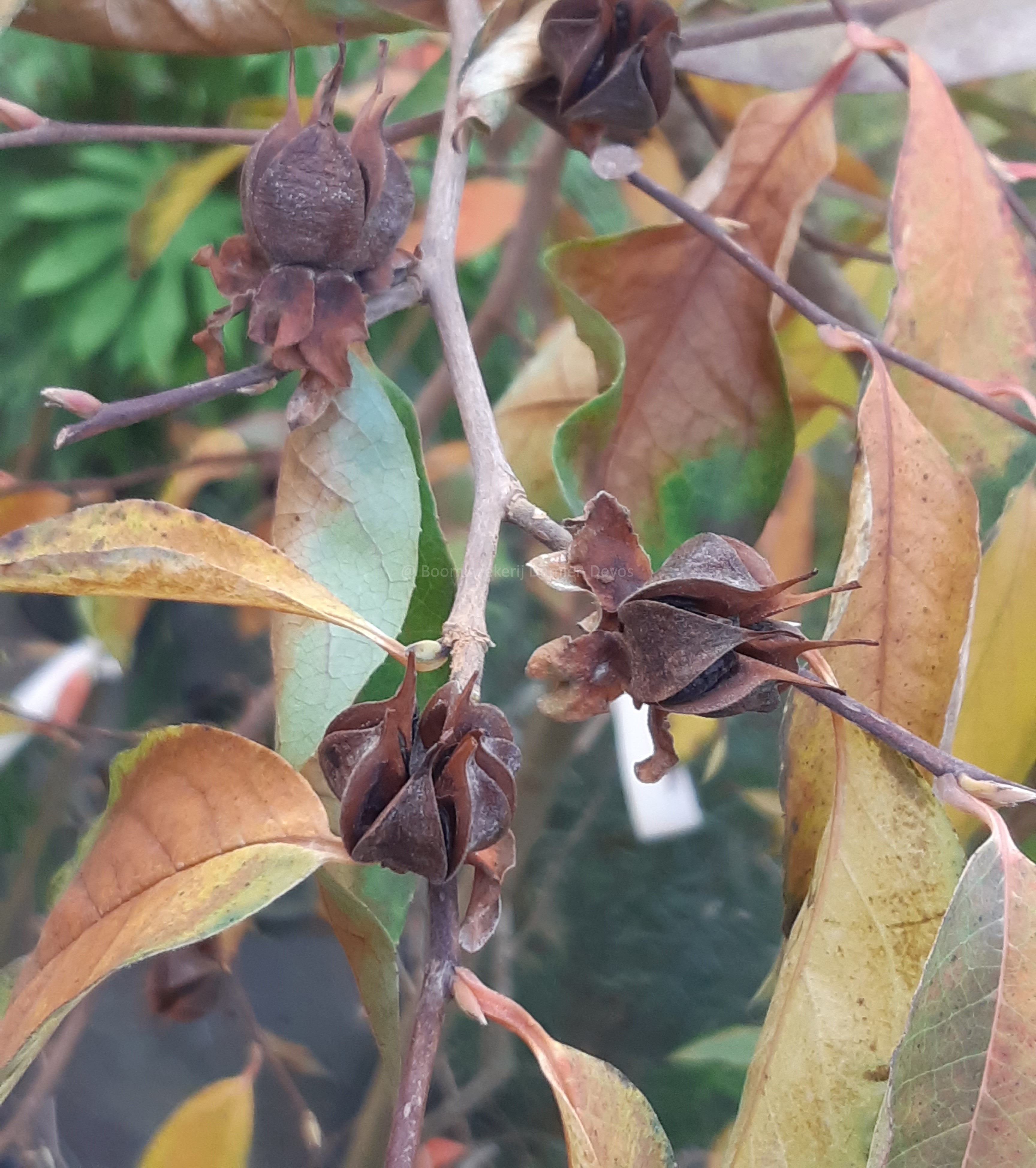 Stewartia rostrata | Damien Devos