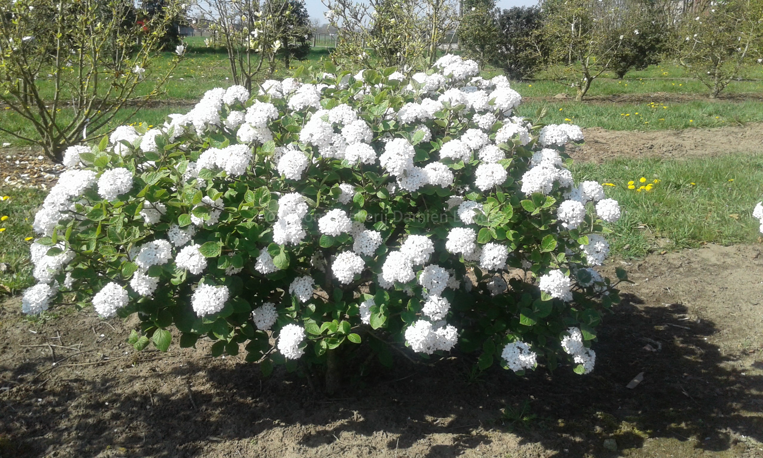 Viburnum carlesii 'Compactum' | Damien Devos